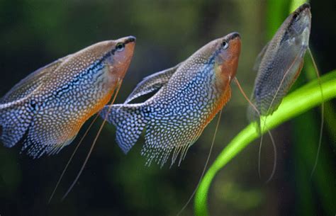 Pearl Gourami Care Guide The Underrated Gem Of Community Tanks