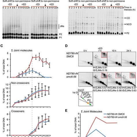 Dapi Staining Of Haploid Arabidopsis Male Meiocytes During Meiosis A Download Scientific