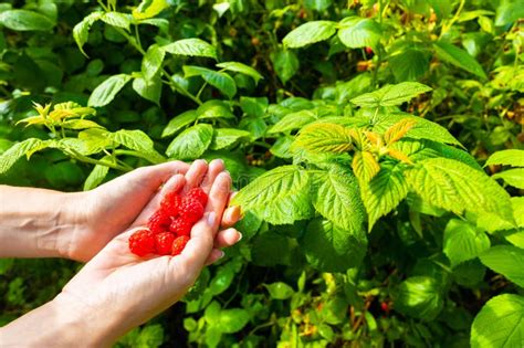 Woman Picking Ripe Red Raspberries In The Garden Stock Image Image Of Ripe Beautiful 288506727