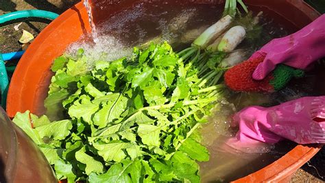 텃밭 채소 솎음 열무김치