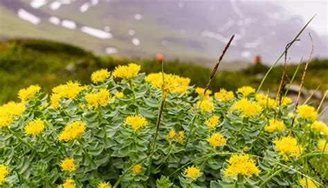The Effects Of Rhodiola Enhance Mental Performance And Concentration