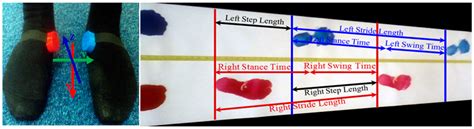 Sensors Free Full Text An Automatic Gait Feature Extraction Method