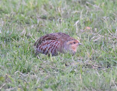 Andrew Cockroft Birds Moths And Butterflies Grey Partridge