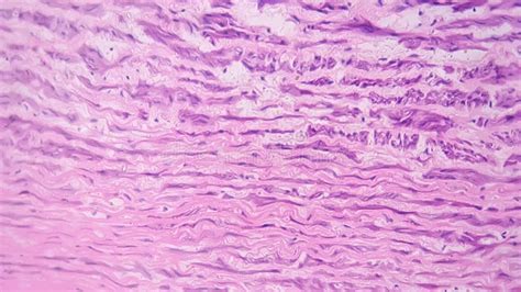 Simple Squamous Epithelium Sec Filmed Under Microscope With 100 Times Magnification Stock