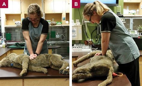 Critical Components To Successful CPR The RECOVER Guidelines Preparedness And Team