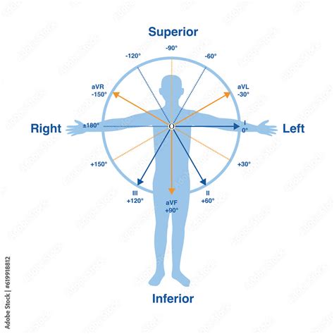 In The Frontal Lead System The Lead Axes Of The 6 Limb Leads Form A