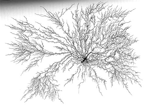 Tree Top Drawing At GetDrawings Free Download