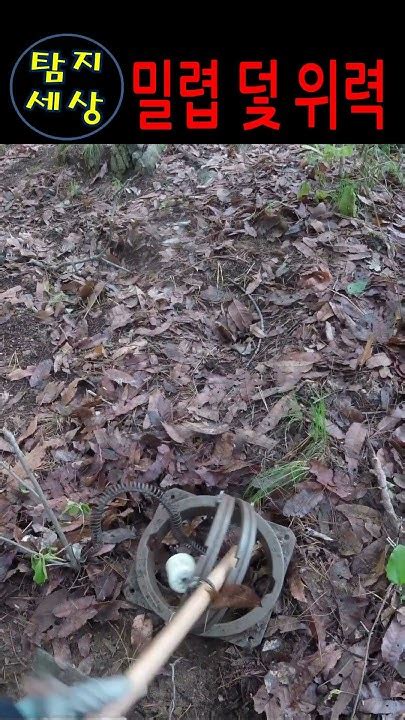 밀렵 덫에 위력 금속탐지기 탐지세상 금속탐지 밀렵 취미 금속탐지 Metaldetecting Youtube