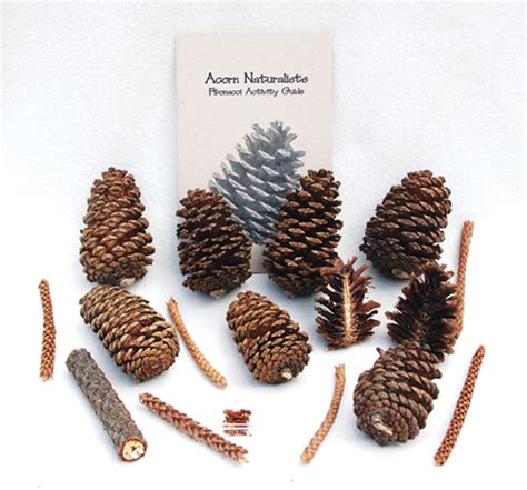 Math In Nature Fibonacci Numbers Discovery Kit® Individual Kit Math In Nature Fibonacci Numbers Discovery Kit® Individual Kit