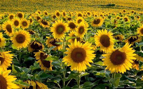 ทุ่งดอกทานตะวัน รูปภาพดอกไม้สวยๆ