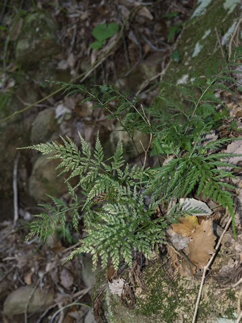 Asplenium Onopteris