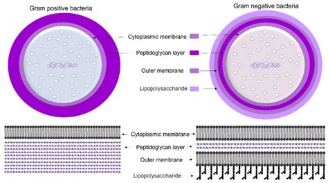 Structure Of Bacterial Cell Wall And Membranes Biology Ease