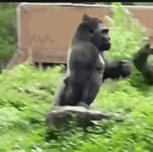 Gorilla Flipping Off S Tenor