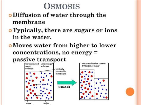 Unlocking The Answers To Diffusion And Osmosis Problems A Comprehensive Key