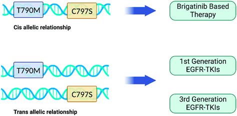Illustration Of The Cis C797s And Trans C797s Mutation And Their Download Scientific Diagram