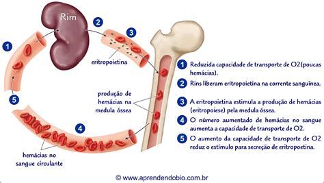 Eritrócito Aprendendo Biologia