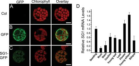 Subcellular Localization And Expression Profiles Of Sg1 A Protoplast Download Scientific