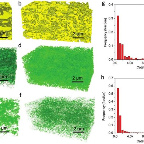 3d surface rendered image obtained from the segmented fib sem tomograms