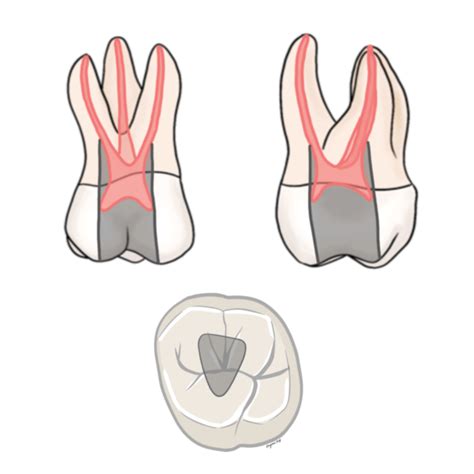 Cdca Adex My Dental Key