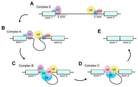 Schematic Representation Of The Splicing Process A Assembly Of The