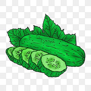 Drawing Cucumber PNG Vector PSD And Clipart With Transparent Background For Free Download