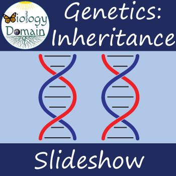 Genetics Inheritance Part Powerpoint Slideshow By Biology Domain