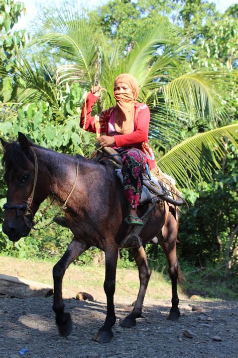 Horse Tribe Animal - Free photo on Pixabay - Pixabay
