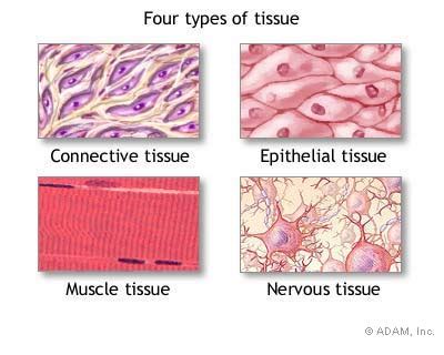 The New York Times Health Image Tissue Types