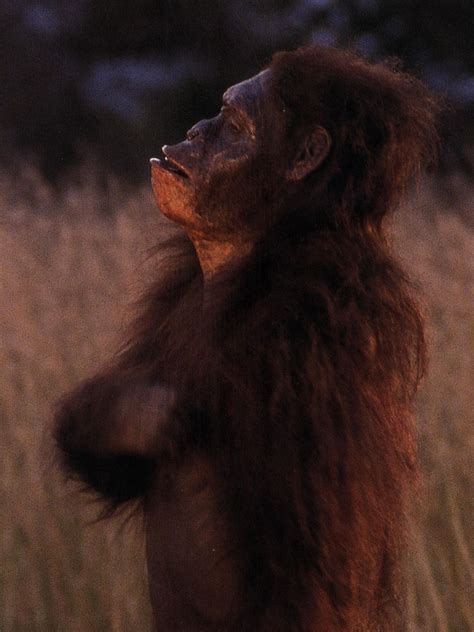 Australopithecus Afarensis Documentary ”walking With Cavemen” Bigfoot Sasquatch Ancient