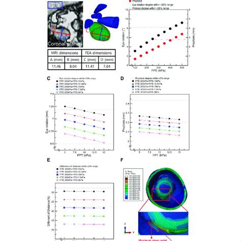 Results From Finite Element Analysis Of Ir Muscle Hypertrophy And