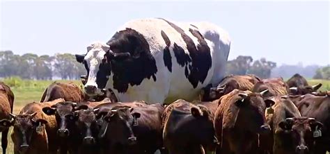 Worlds Biggest Cow Weighs More Than A Car And Is Too Beefy To Be Made Into Burgers Maxim