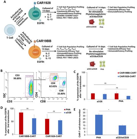 Vaccines Free Full Text Car T Cells With Phytohemagglutinin Pha