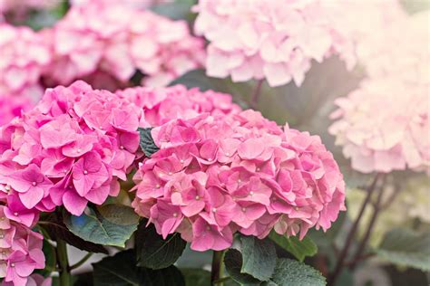 Hydrangeas How To Prep For Winter Months In Only 6 Steps