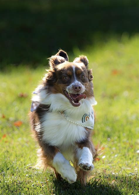 Loving Every Moment Of The Fall Oc Rminiaussies