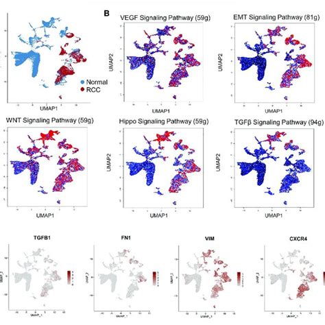 Single Cell Rna Sequencing Scrna Seq Reveals Activated Fibrotic