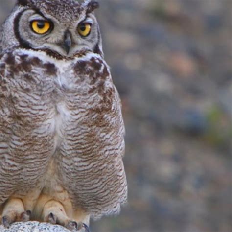 Amanda Hedberg Högskolan Väst Trollhättan Section Of Media Production Research Profile