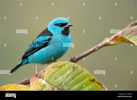 Blue Dacnis Or Turquoise Honeycreeper Dacnis Cayana Is A Small