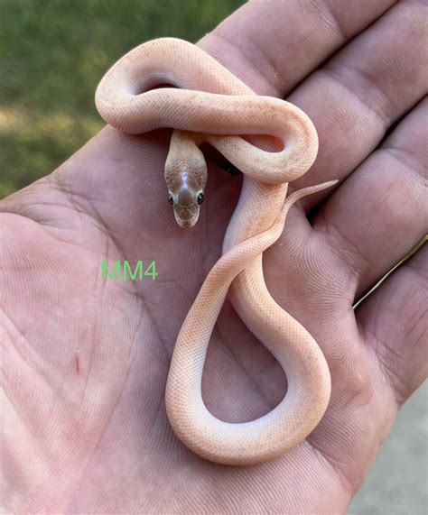 Mixed Antaresia Python Hatchlings Au Reptile