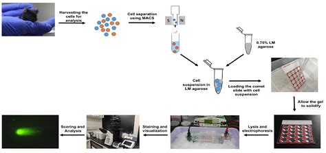 Neutral Comet Assay To Detect And Quantitate Dna Double Strand Breaks In Hematopoietic Stem
