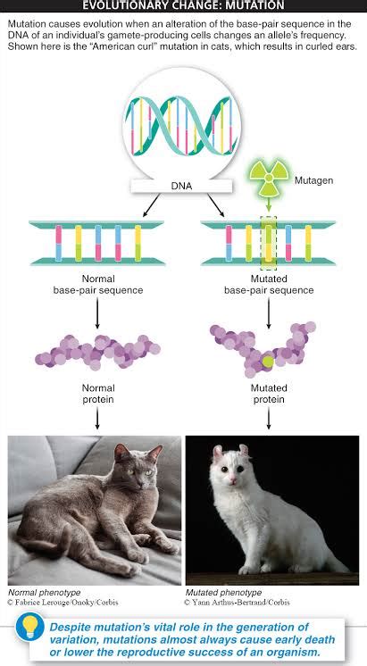 Applications In Mutagenesis Classnotesng