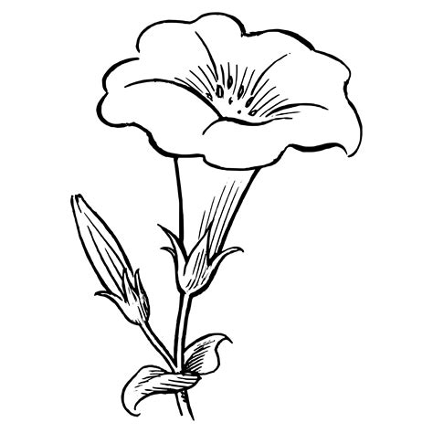 Dibujos De Flores Grandes Para Colorear