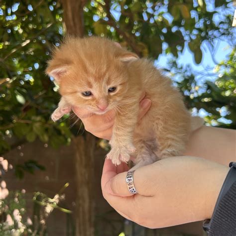 Sora Conan San Diego Community Cat