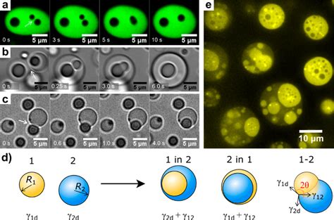 Interfacial Tension Governed Arrangement And Fusion In Multiphase Download Scientific Diagram