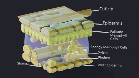 Xylem And Phloem Anatomy Buy Royalty Free D Model By Nima OFF