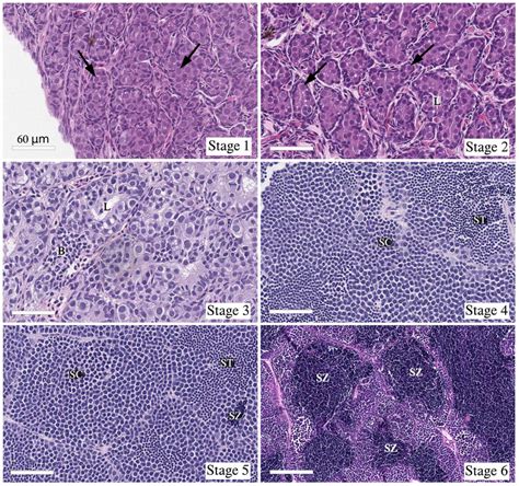 Examples Of Testis Morphology Observed After Histology Inspection Download Scientific Diagram