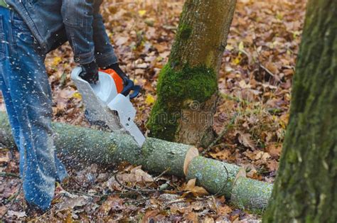 Forestry Worker With Chainsaw Lumberjack Felling Tree In Sustainable