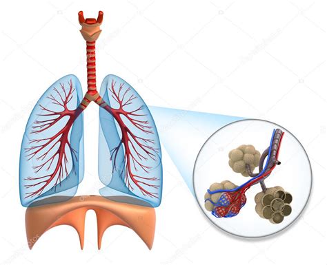 Alv olos en los pulmones: sangre saturada por ox geno 2024