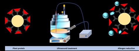 Effect Of Ultrasonication On Plant Protein Allergen Reduction