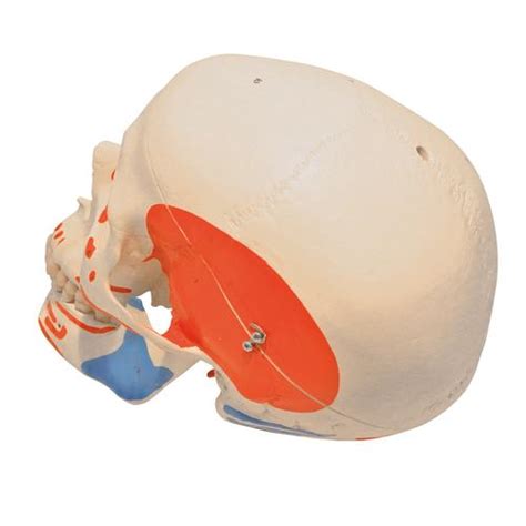 Spare Skullmuscleholes For A131 1020654 Xa023 Replacements