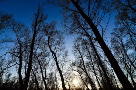 Trees And Blue Sky Photo As A Background Stock Photo Image Of Wood Night 157303732